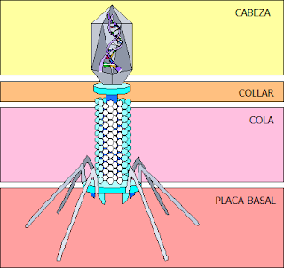 El estudio de los virus: ESTRUCTURA Y NATURALEZA DE LOS VIRUS