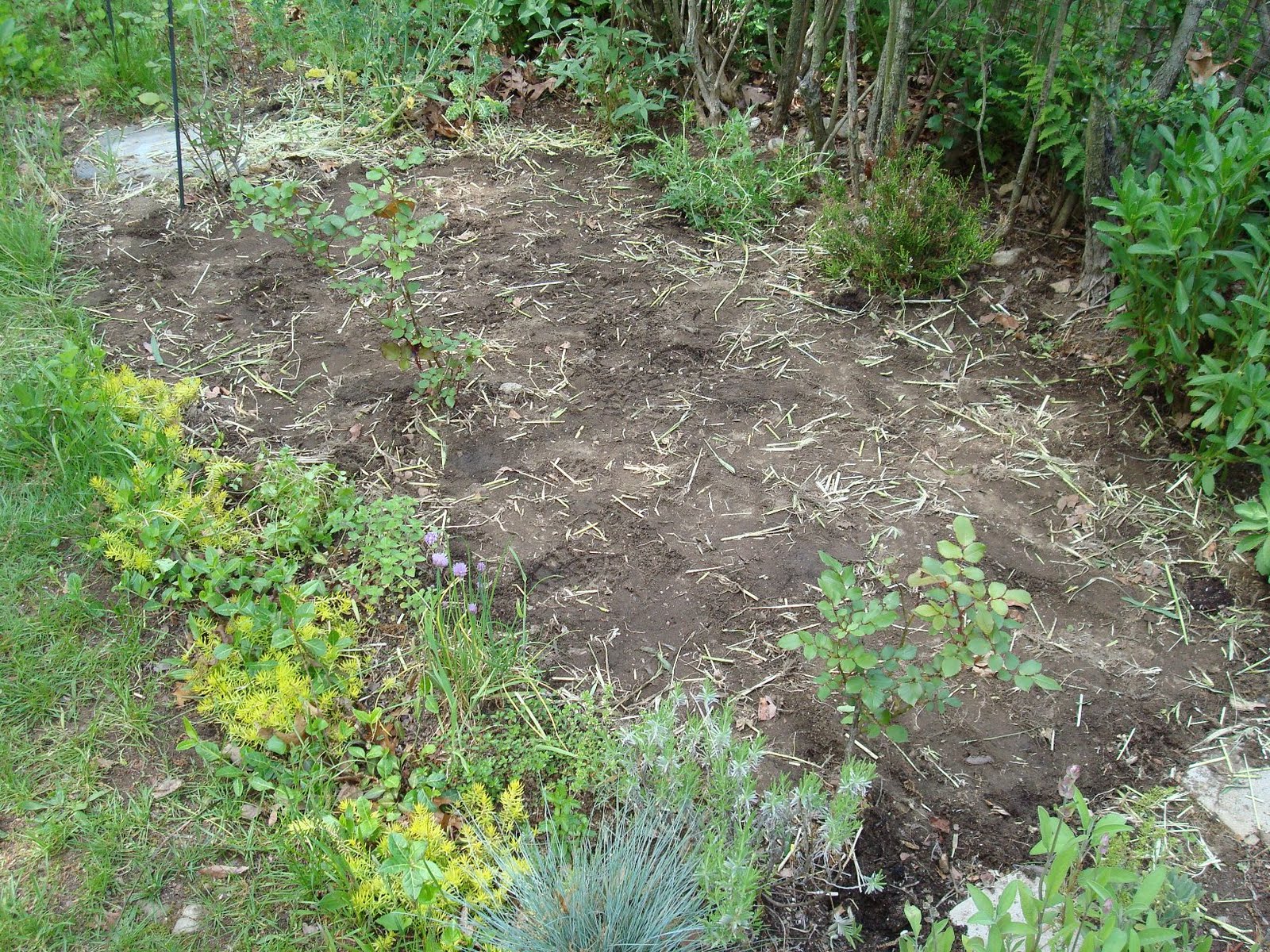 Plantation By The Sea: Harrowing and Planting the Squash Patch