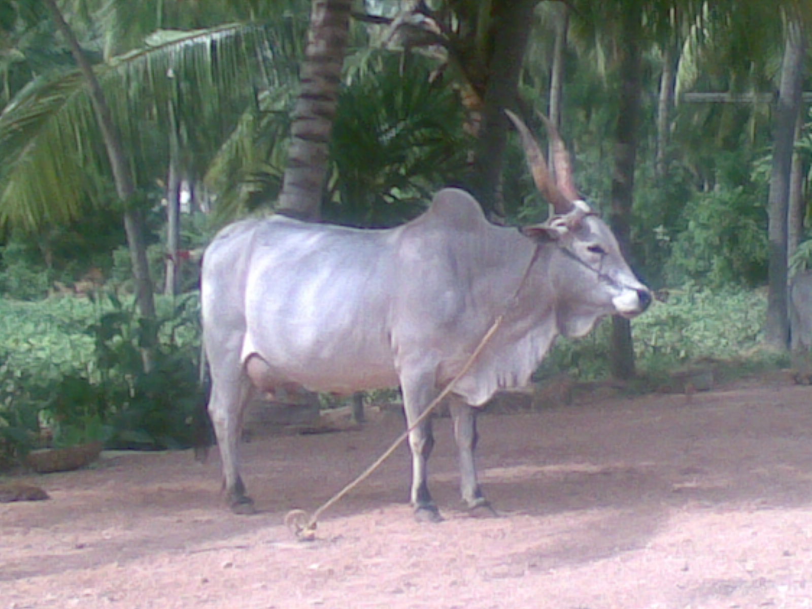 Kangayam Cattle