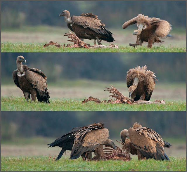 Wouts fotobloG: Vale Gier