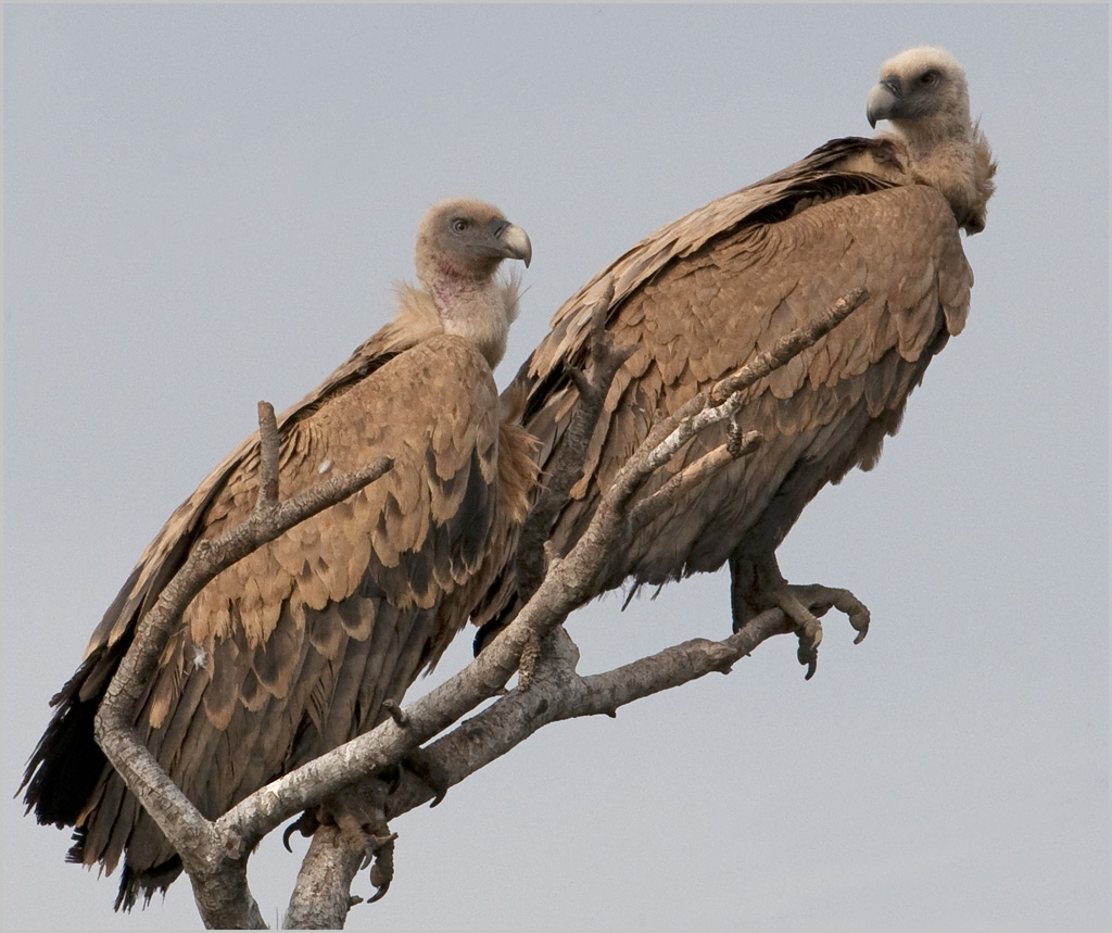 Wouts fotobloG: Vale Gier II