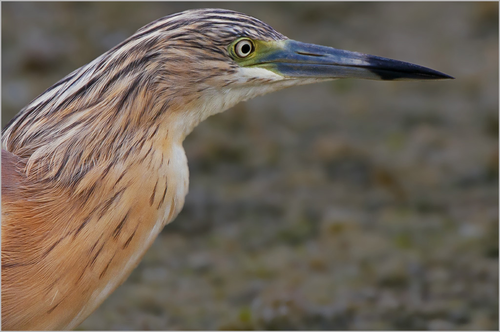 Wouts fotobloG: Ralreiger - Squacco Heron