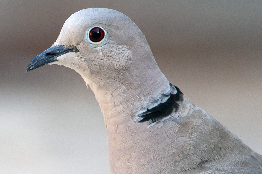 Wouts fotobloG: 20 Gram Dynamiet