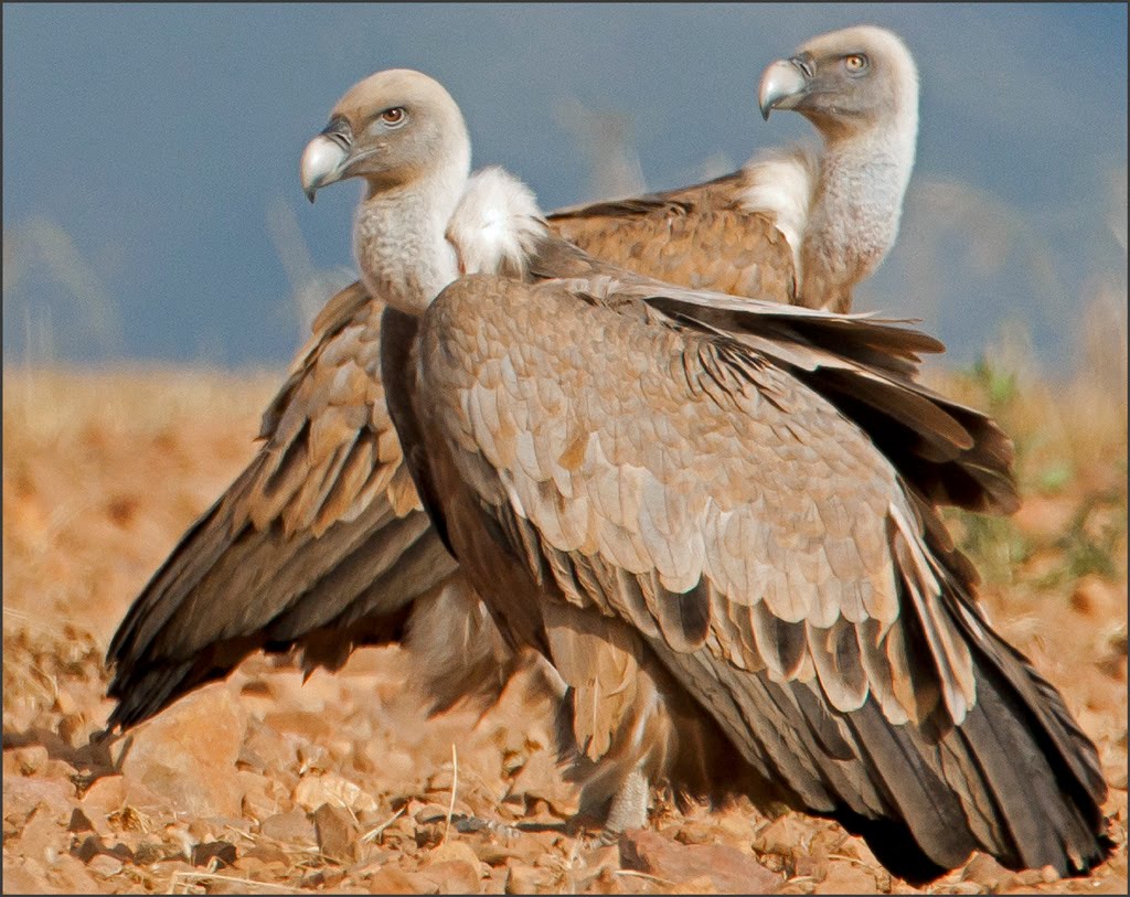 Wouts fotobloG: Vale gier valt in Slaap