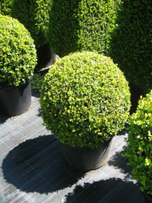 The Laurel Hedge: The July Garden