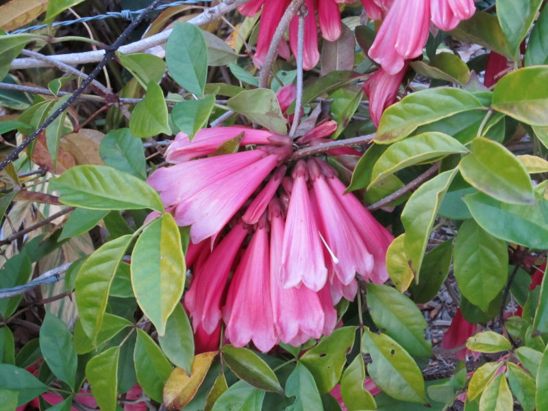 Tom and Anne's Garden: Fraser Island Creeper