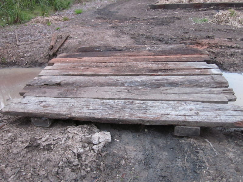 Tom and Anne's Garden: Hoop pine and new bridge