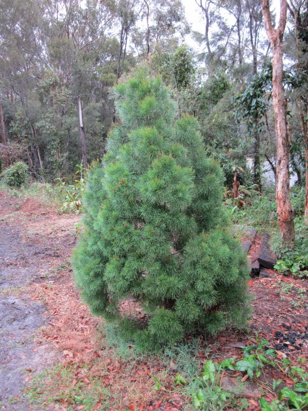 Tom and Anne's Garden: new water course and Daintree pine