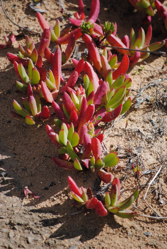 Tom and Anne's Garden: Pigface or Karkalla