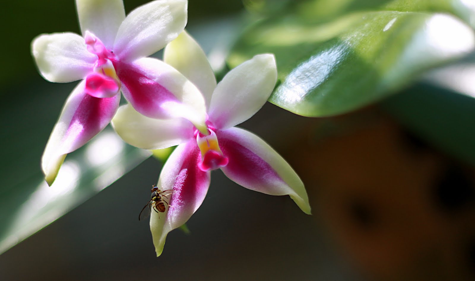 My Picture Collections...