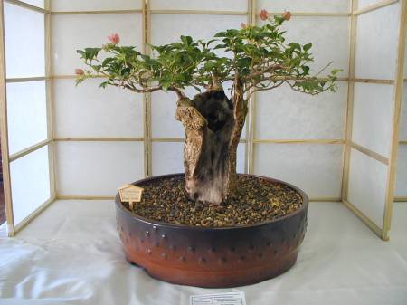 Wild Harvest Pharma: Baobab Bonsai