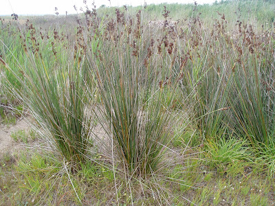 Marjal de Massamagrell-Rafalell-Vistabella: El jonc