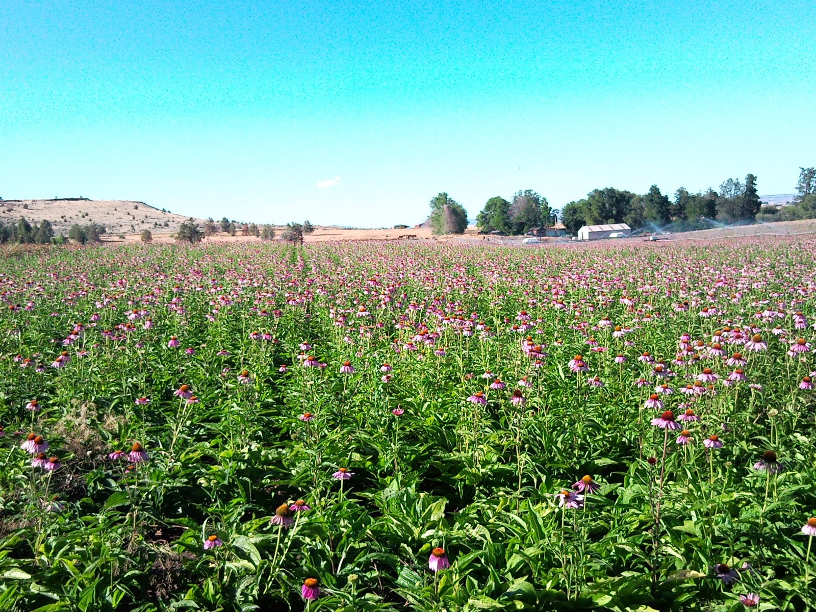 The Crafty Housewife: Our Purple Cone Flower Field