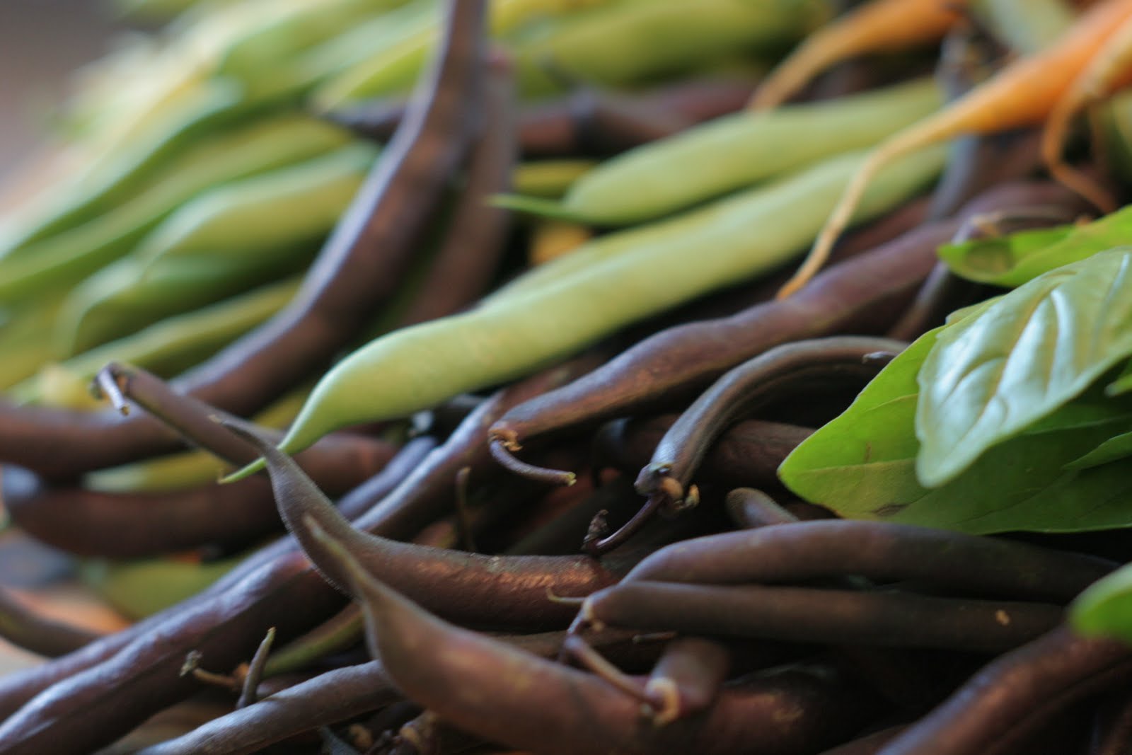 Four seasons of food: Beans with citrus and chives