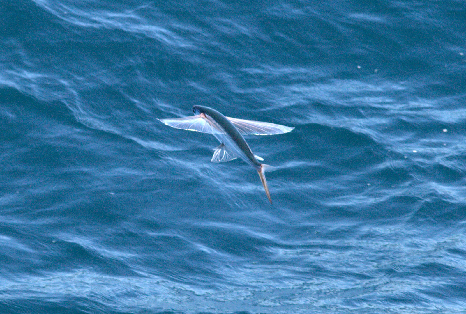 Blue Eyed Ulrika: Flygfisk: check