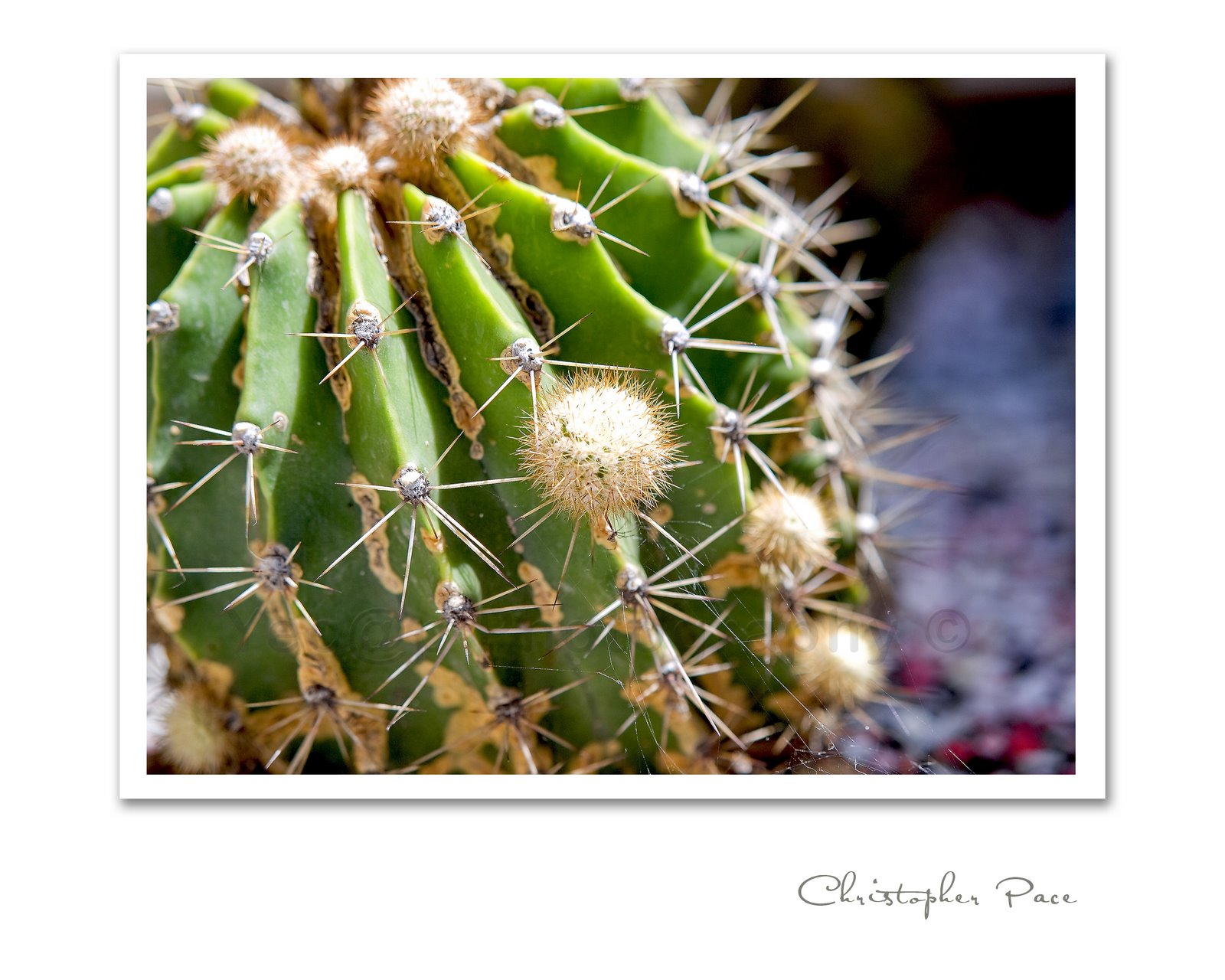 photography by Yecap using Olympus CAMERA OBSCURA: Cactus Macro 3