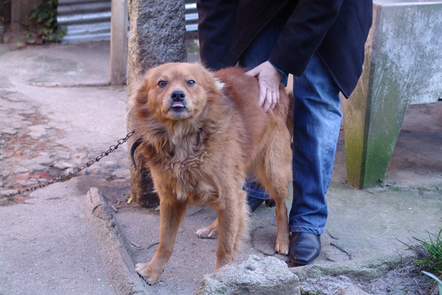 No blogue da Xana - " PARA DAR VOZ A QUEM NÃO PODE! ": " Faísca - Cão a ...