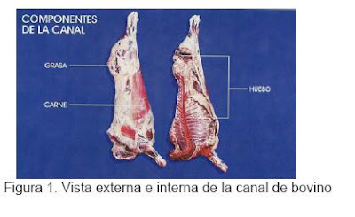 TECNOLOGÍA ALIMENTARIA: PROCESAMIENTO DE CARNE