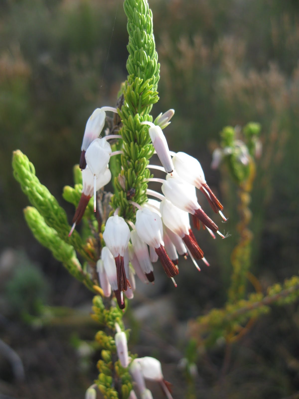 Riversong flowers: Erica plukenetii subsp. breviflora