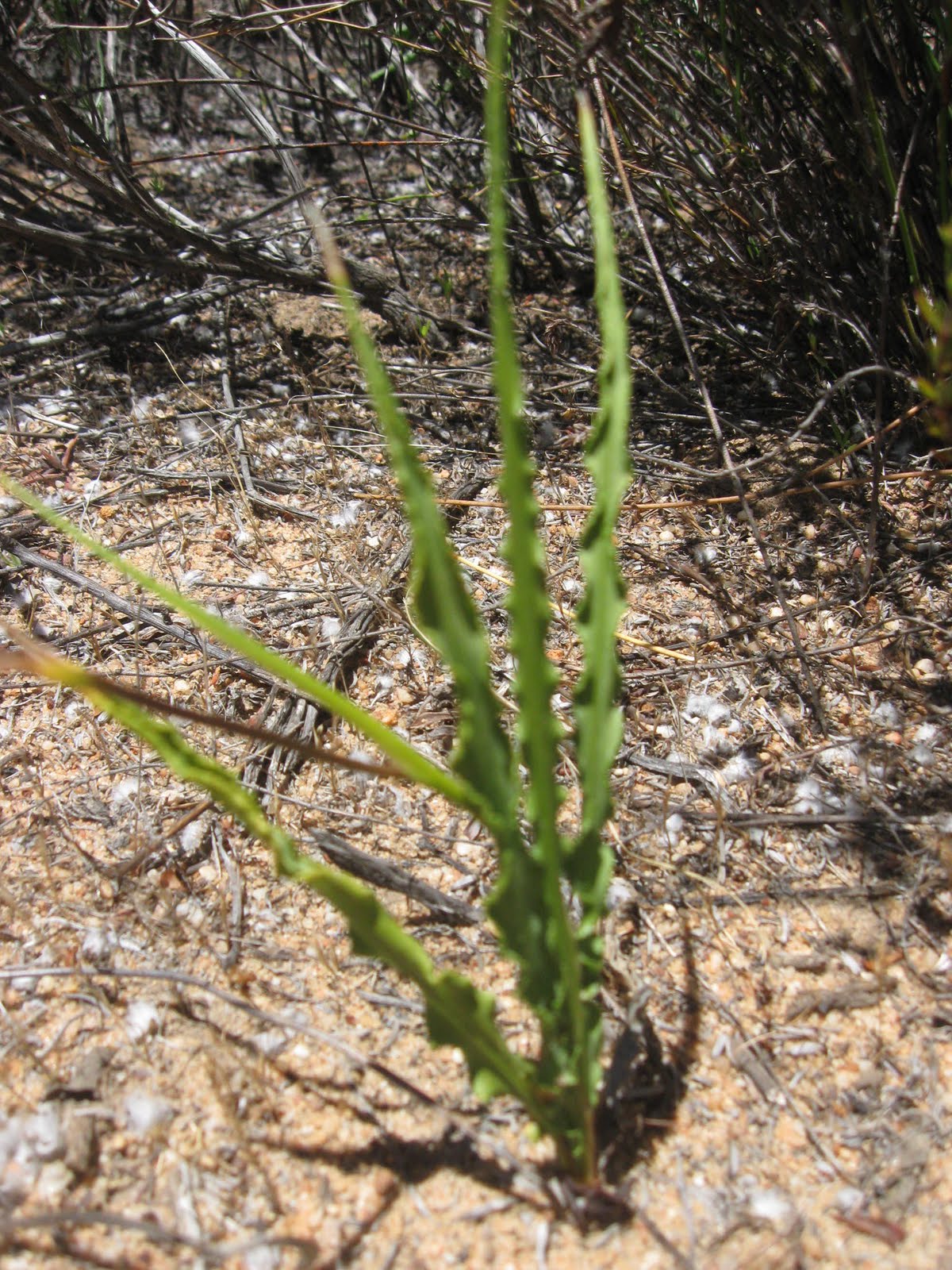 Riversong flowers: Tritonia undulata