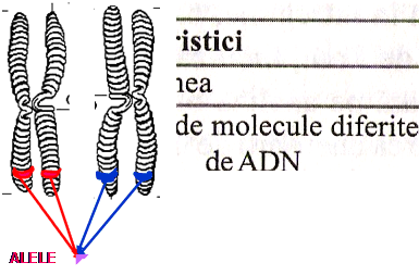 biologie12D: Genetica moleculara
