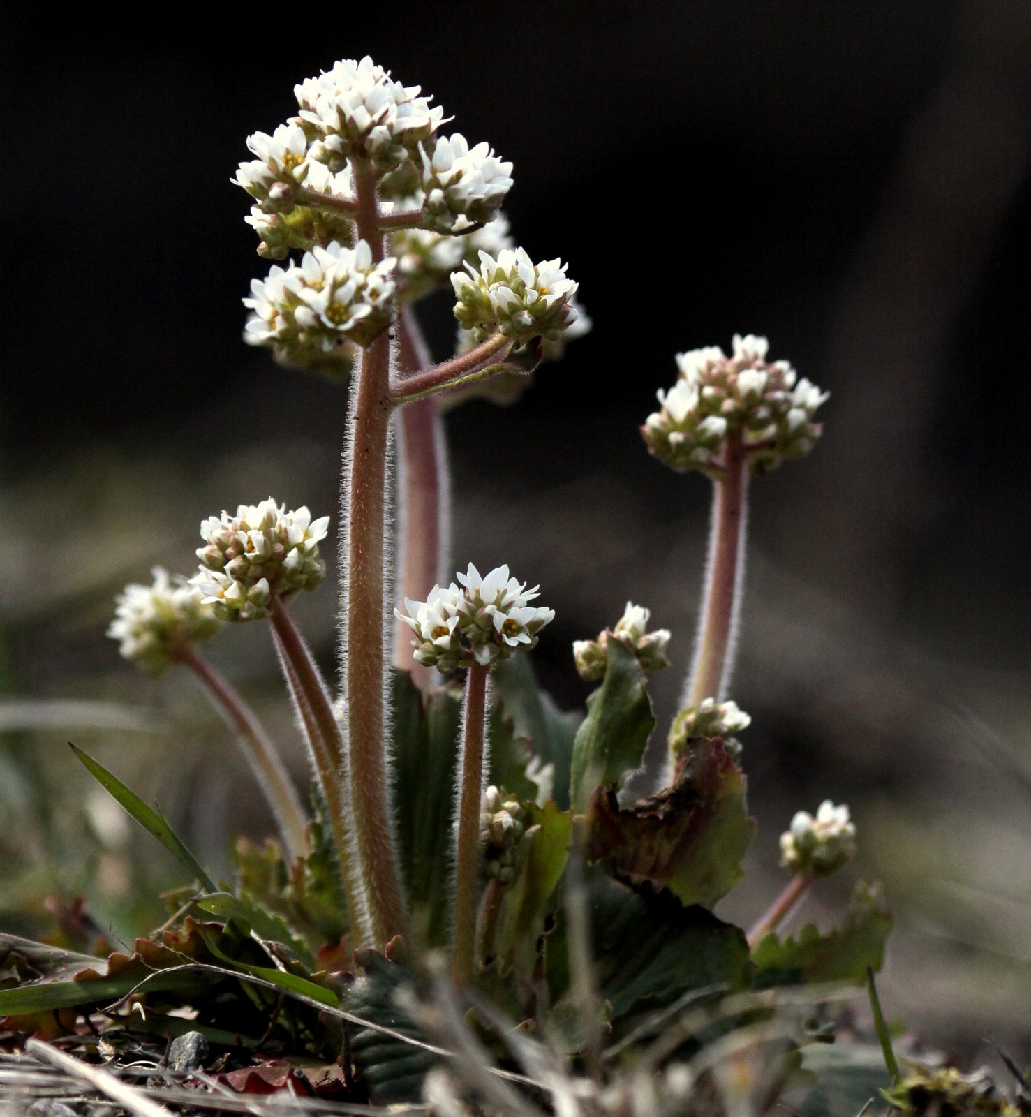 THE BACK STORY -: And Another Thing - Tufted Titmouse, Great Blue Heron ...