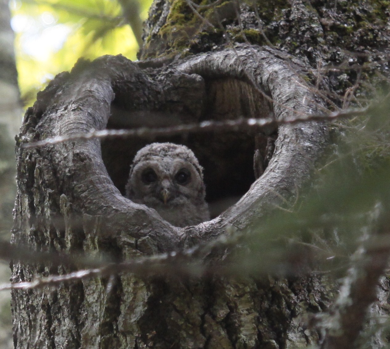 THE BACK STORY -: Owl In The Hole! Barred Owl Pair and Owlet