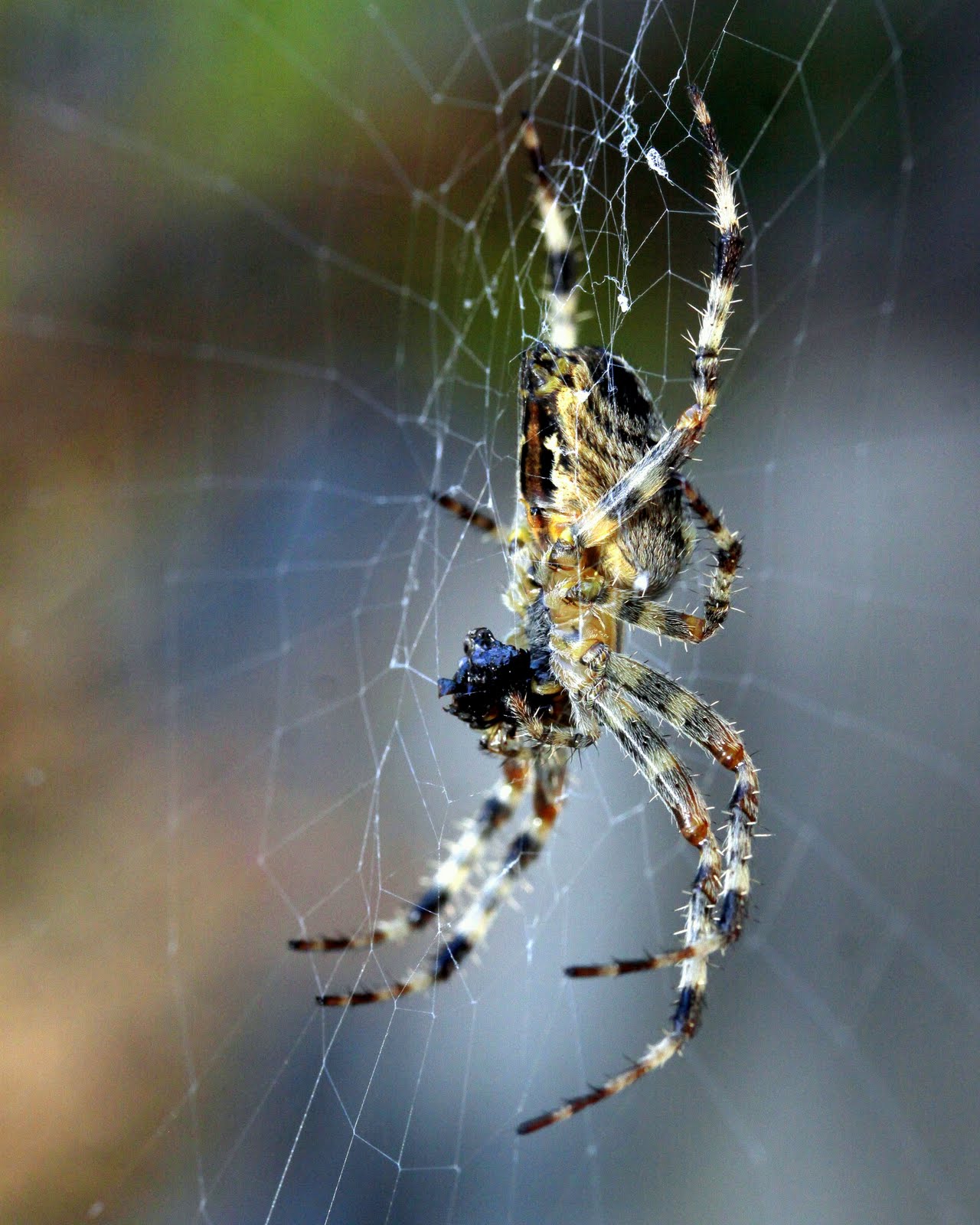 THE BACK STORY -: The Seamy Side Of Charlotte's Web - Hummingbird ...