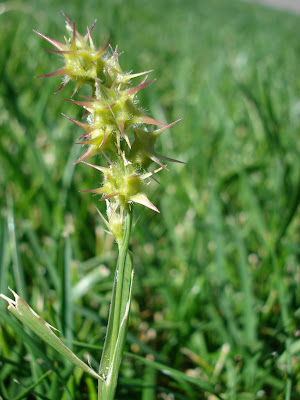 Chestnut Sparrow: Evil Weeds