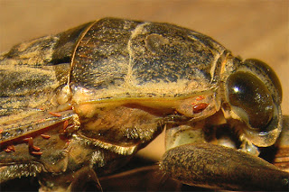 Focus on Nature: 02/01/2011 - 03/01/2011