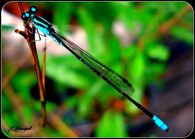 Lume & Ar: Libelinhas