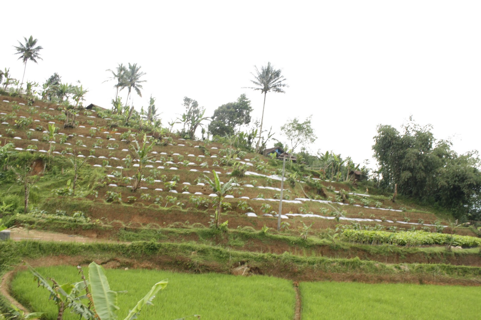Kampung Konservasi Sukagalih: Gallery of Sukagalih (4)