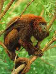 O Fascinante Cu de Salope: MACACO BUGIO - UM PEQUENO MAMIFERO QUE ...