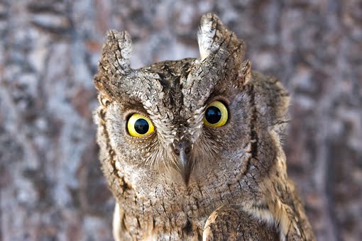 ASSIOLO (Otus scops)