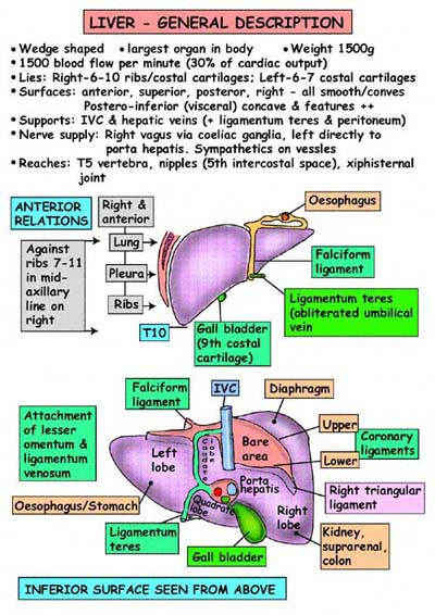Hepatic Circulation Anatomy