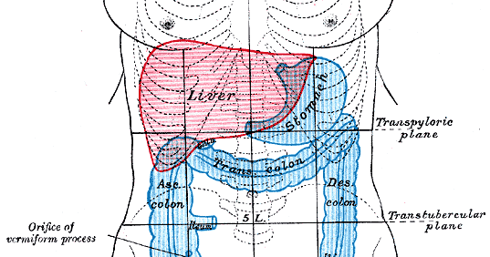 Doctors Gates: Surface anatomy of the Stomach