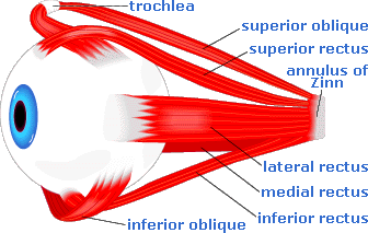 Doctors Gates: Relationship of nerves and vessels to the annulus of Zinn