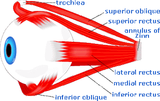 Doctors Gates: Relationship of nerves and vessels to the annulus of Zinn