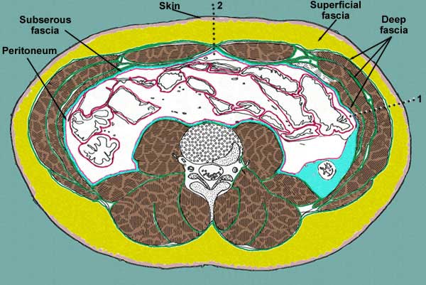 Doctors Gates: Layers of the Abdominal Wall with Function
