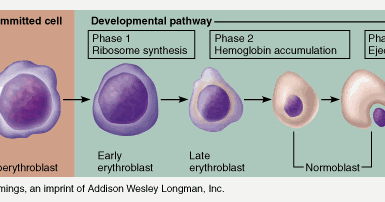 Doctors Gates: Stages of RBC`s production