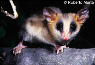 Imunologia: Formação do sistema imune no embrião