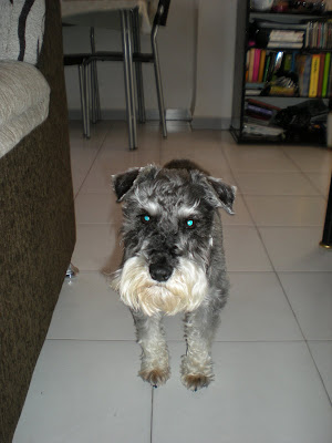 Compartiendo el mundo: YOKI, EL PERRITO NO QUERIDO