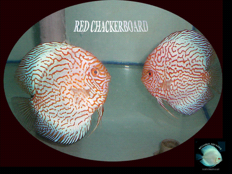 BREEDING PAIRS: OUR DISCUS BREEDING PAIRS