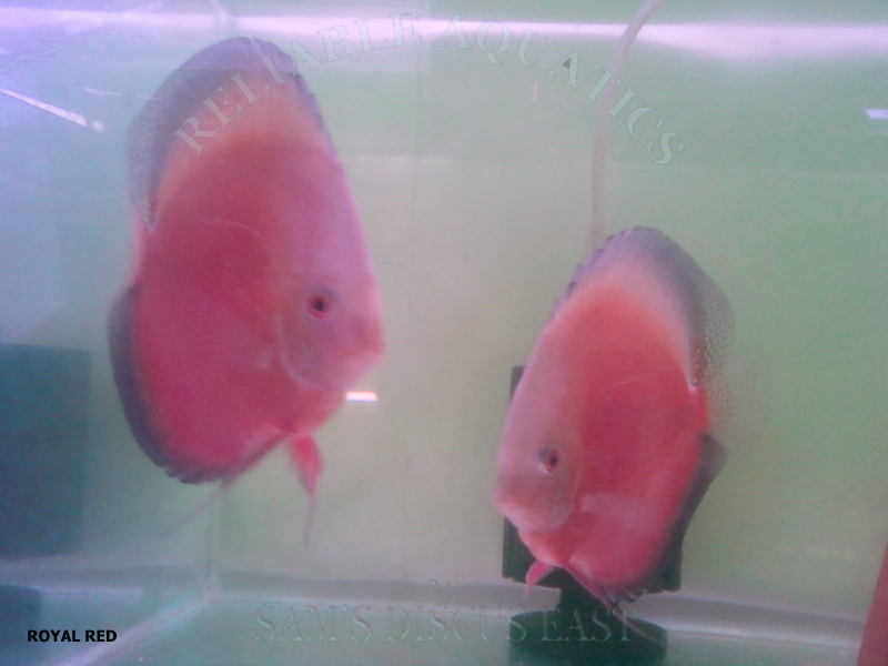 BREEDING PAIRS: OUR DISCUS BREEDING PAIRS