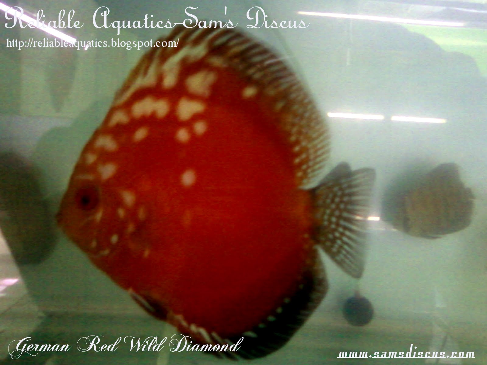 ALL DISCUS STRAINS: "Man-Made" Cultivated Strains: