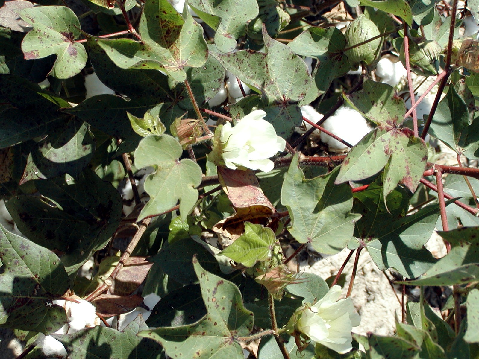 Lagniappe-A Little Something Extra: DISCOVER LOUISIANA - COTTON