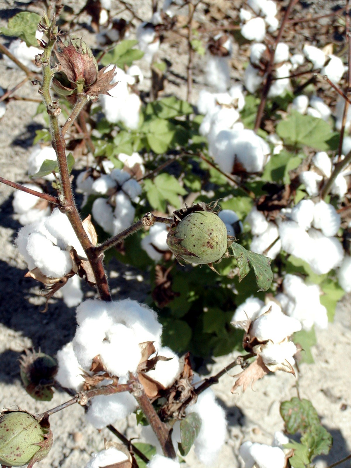 Lagniappe-A Little Something Extra: DISCOVER LOUISIANA - COTTON