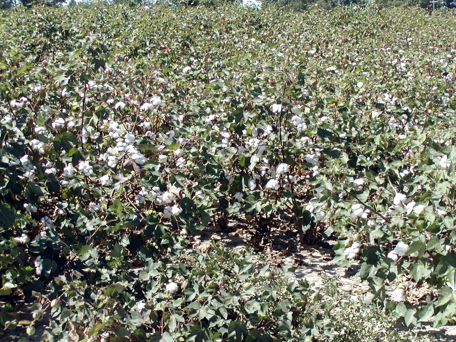 Lagniappe-A Little Something Extra: DISCOVER LOUISIANA - COTTON