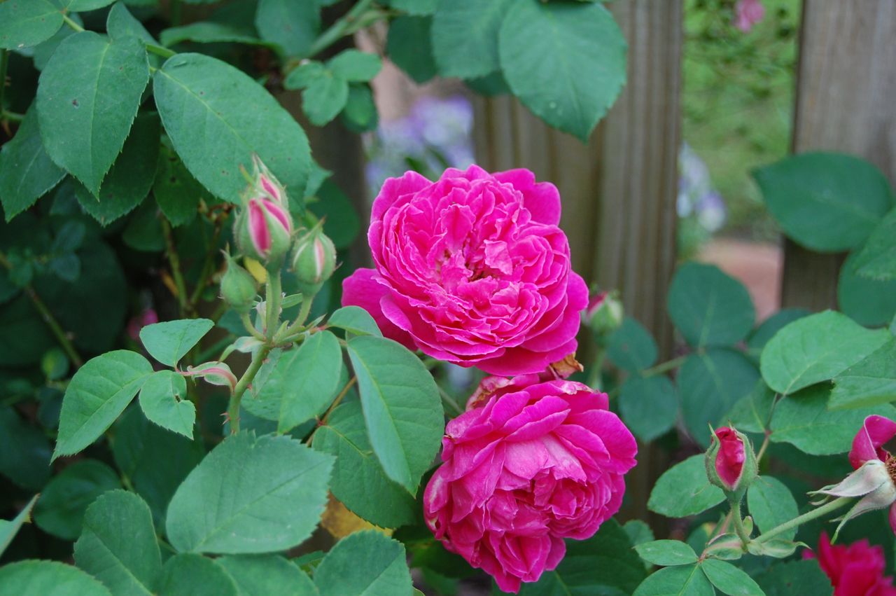Jeannie's Fairy Rose Louisiana Garden: My Maggie Rose