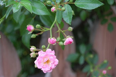 Jeannie's Fairy Rose Louisiana Garden: Fairy Rose on my Arbor